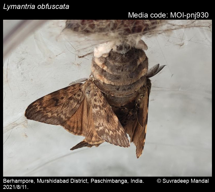 Lymantria obfuscata Walker, 1865 - | Moths